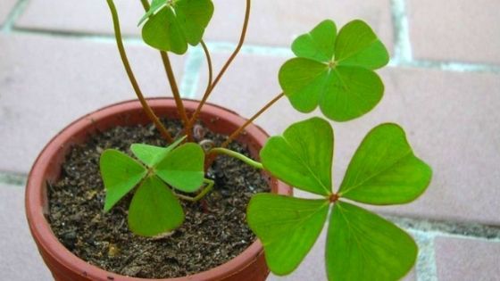 5 étapes pour comprendre et développer la chance - Boulevard Du Succès